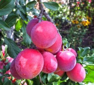 Bruce Plum Tree | LA Landscape Supply