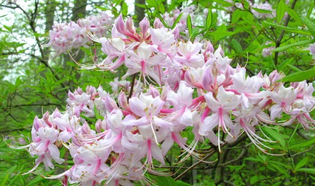 Rhododendron Canescens | LA Landscape Supply