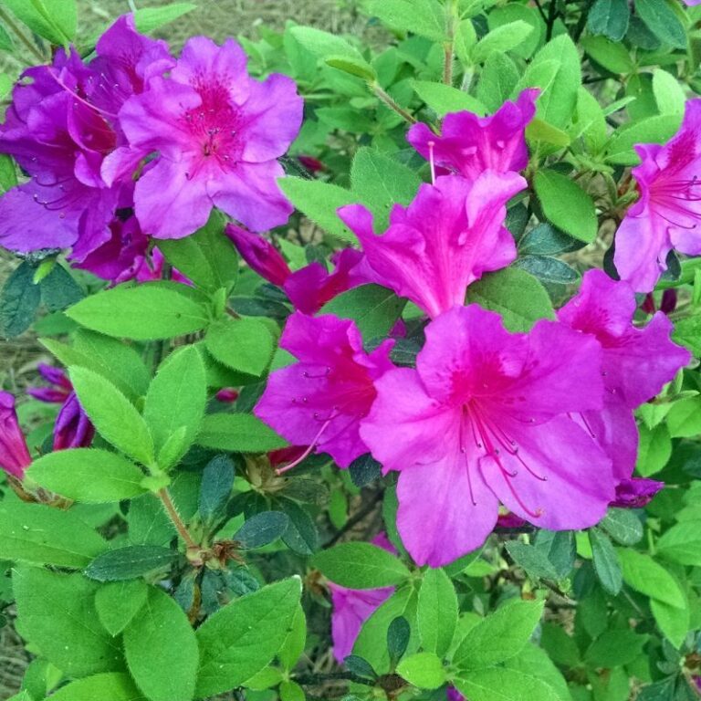 Encore Autumn Royalty Azalea | LA Landscape Supply