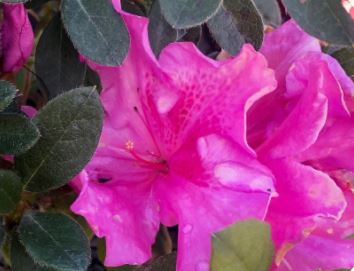 Encore Autumn Royalty Azalea | LA Landscape Supply