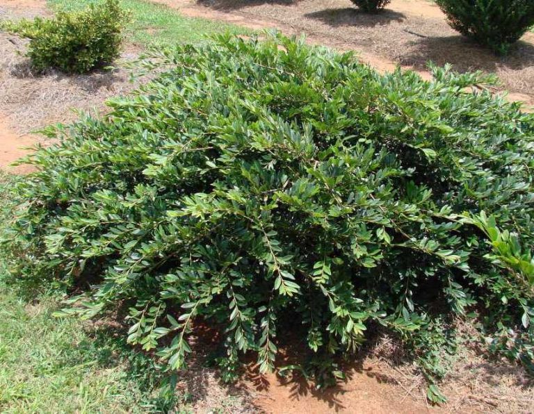 Vintage Jade Distylium | LA Landscape Supply