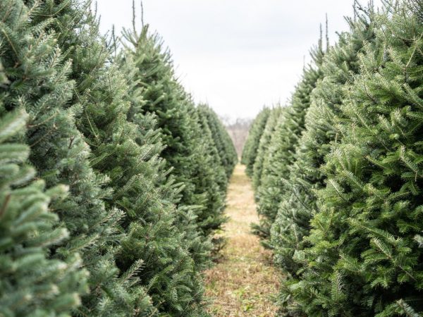 Best Christmas Tree Farms Near Me