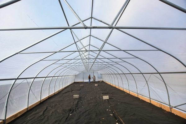 High Tunnel vs Greenhouse