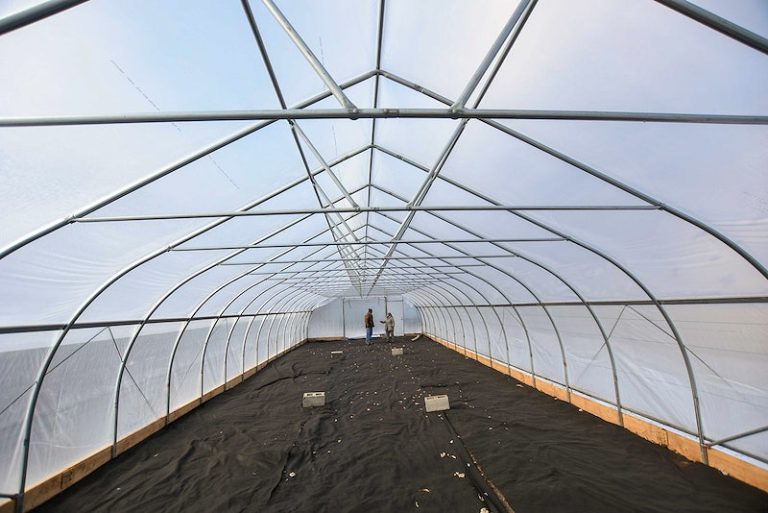 High Tunnel vs Greenhouse