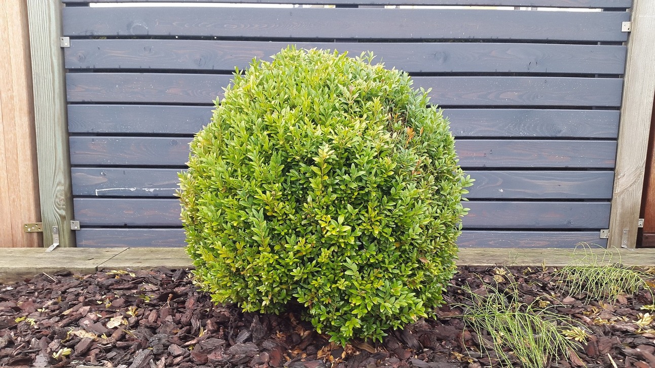 Awesome Foundation Shrubs for Landscapes and Gardens
